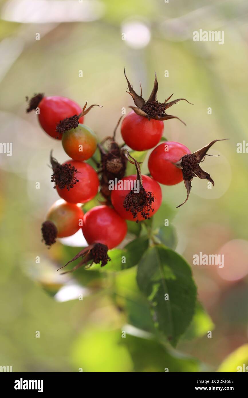 Rose hips of a rose Stock Photo - Alamy