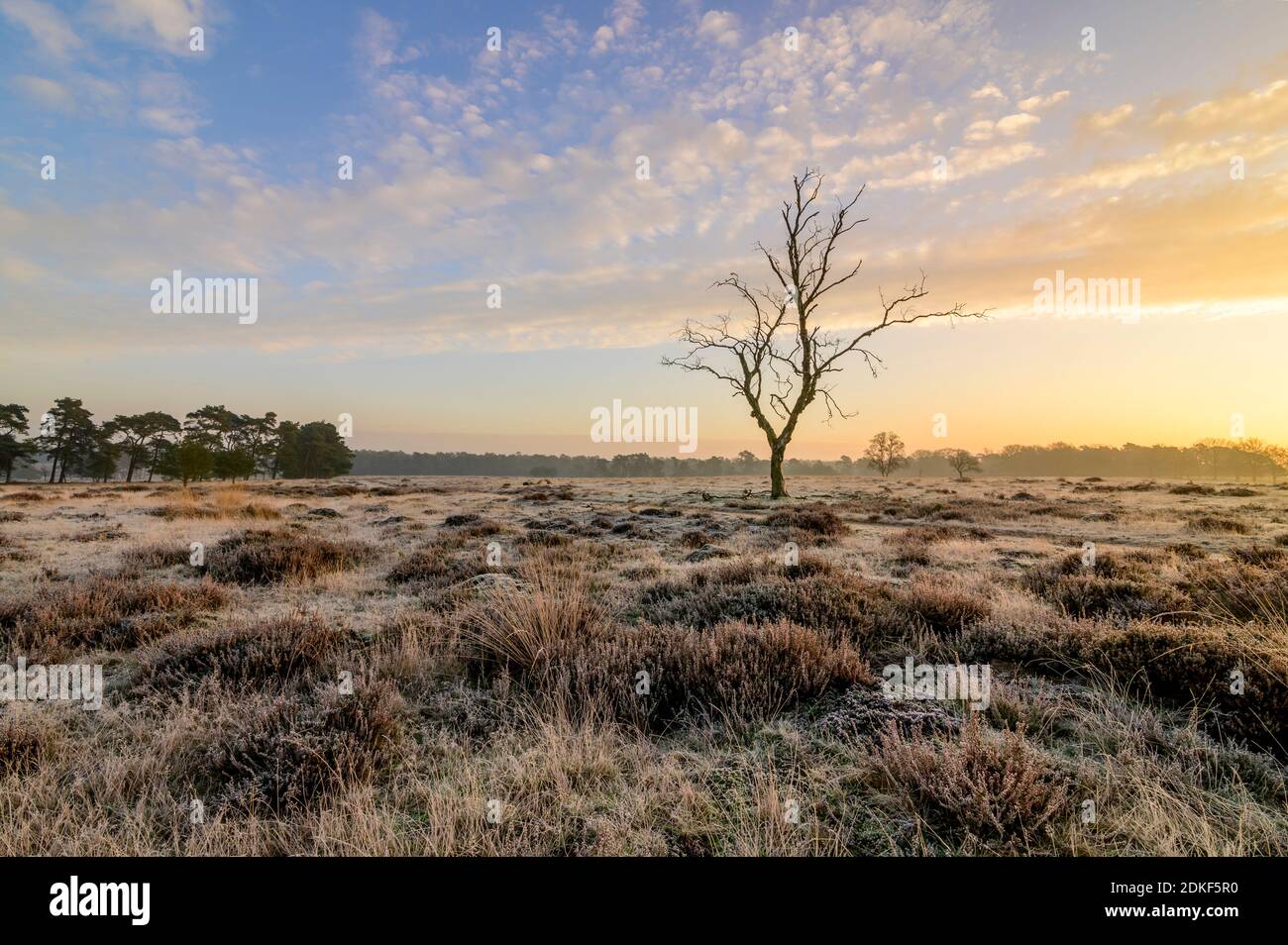 Open moor with heather and a dead tree during sunrise with colourfull ...
