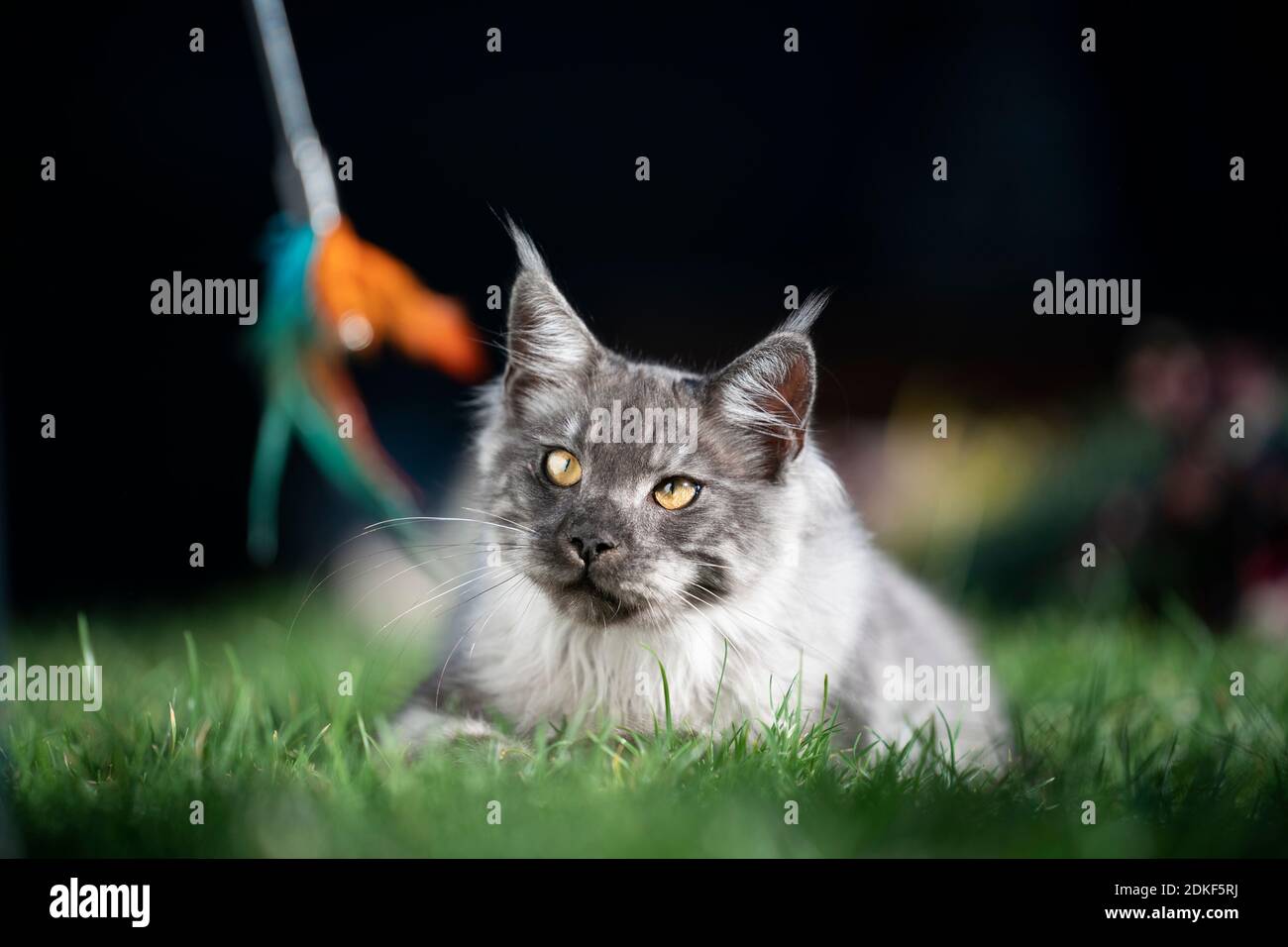 playful maine coon cat outdoors lying on grass looking at feather toy ...