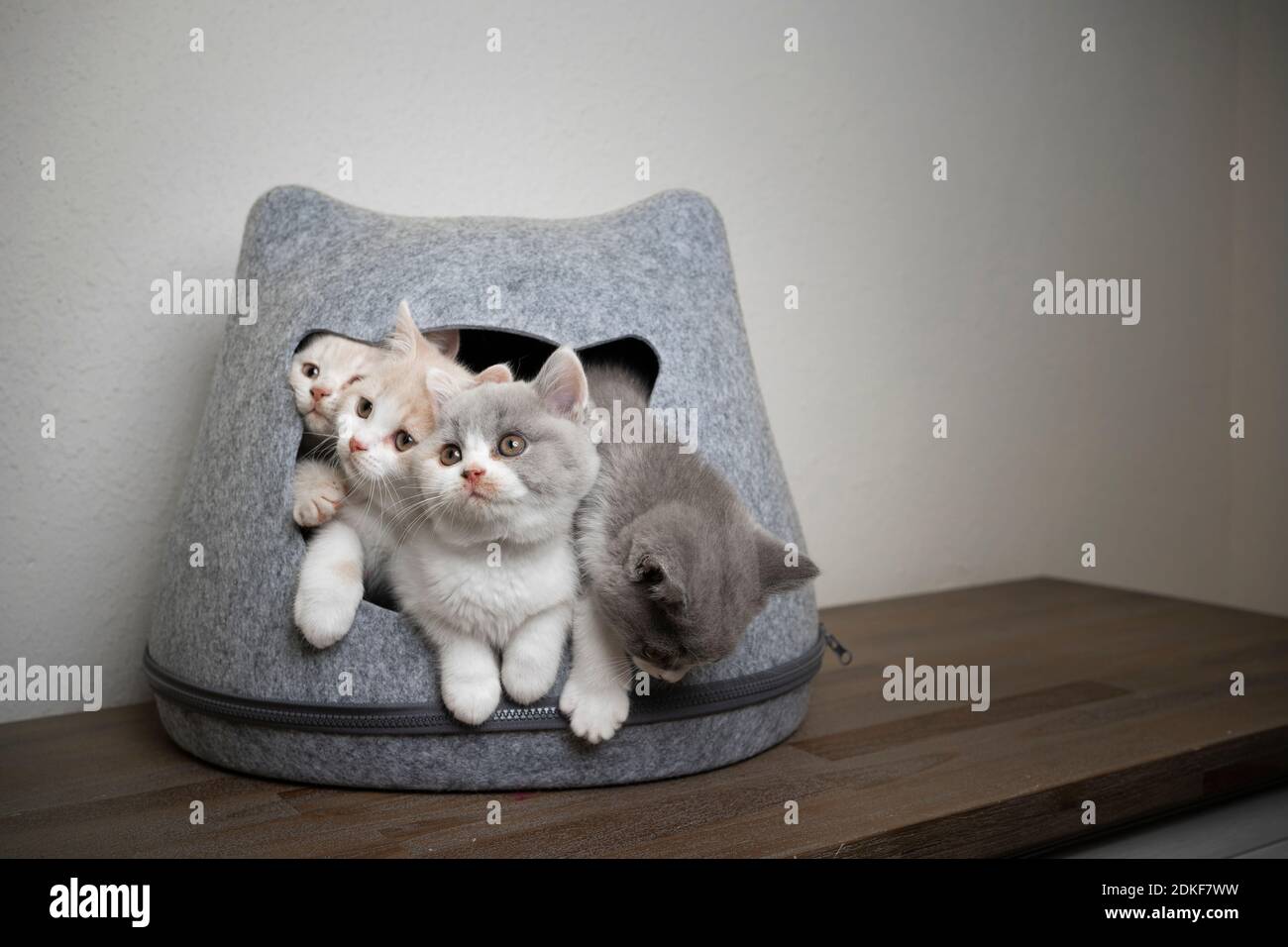 group of four different colored british shorthair kittens inside of ...