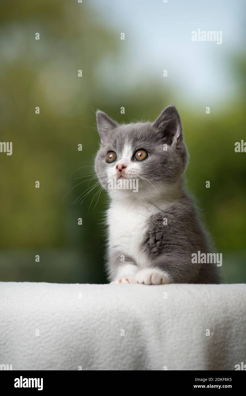 cute blue white british shorthair kitten portrait looking curiously ...