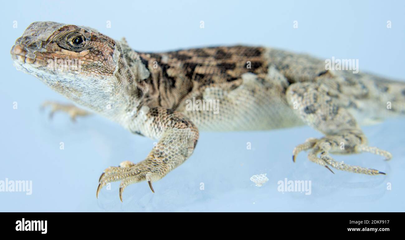 Lizard Changing Clothes Stock Photo - Alamy