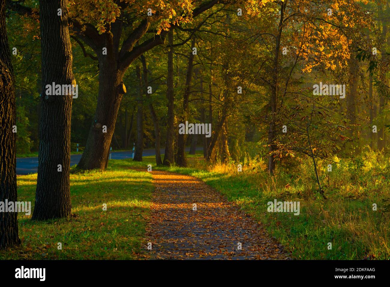 Bike path shortly after sunrise next to a country road in autumn ...