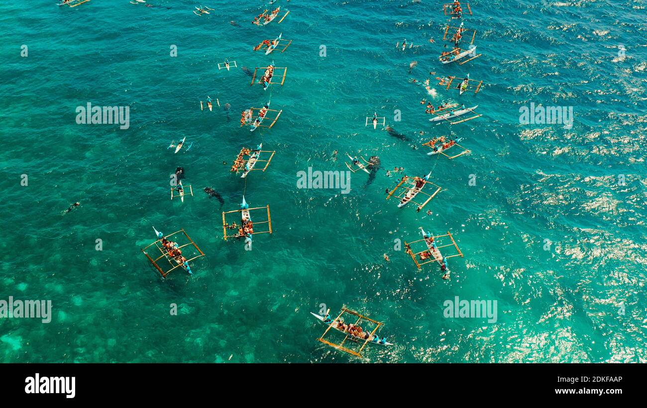 Tourists are watching whale sharks in the town of Oslob, Philippines ...