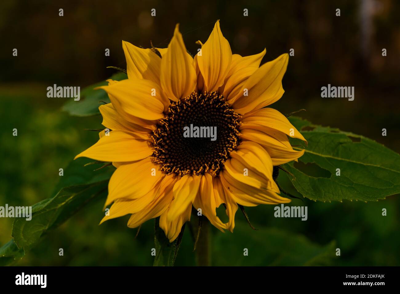 Late october hi-res stock photography and images - Alamy