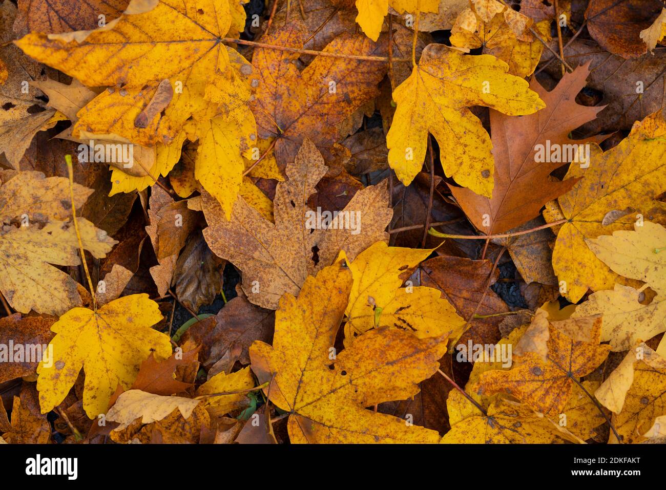 Wet ground hi-res stock photography and images - Alamy