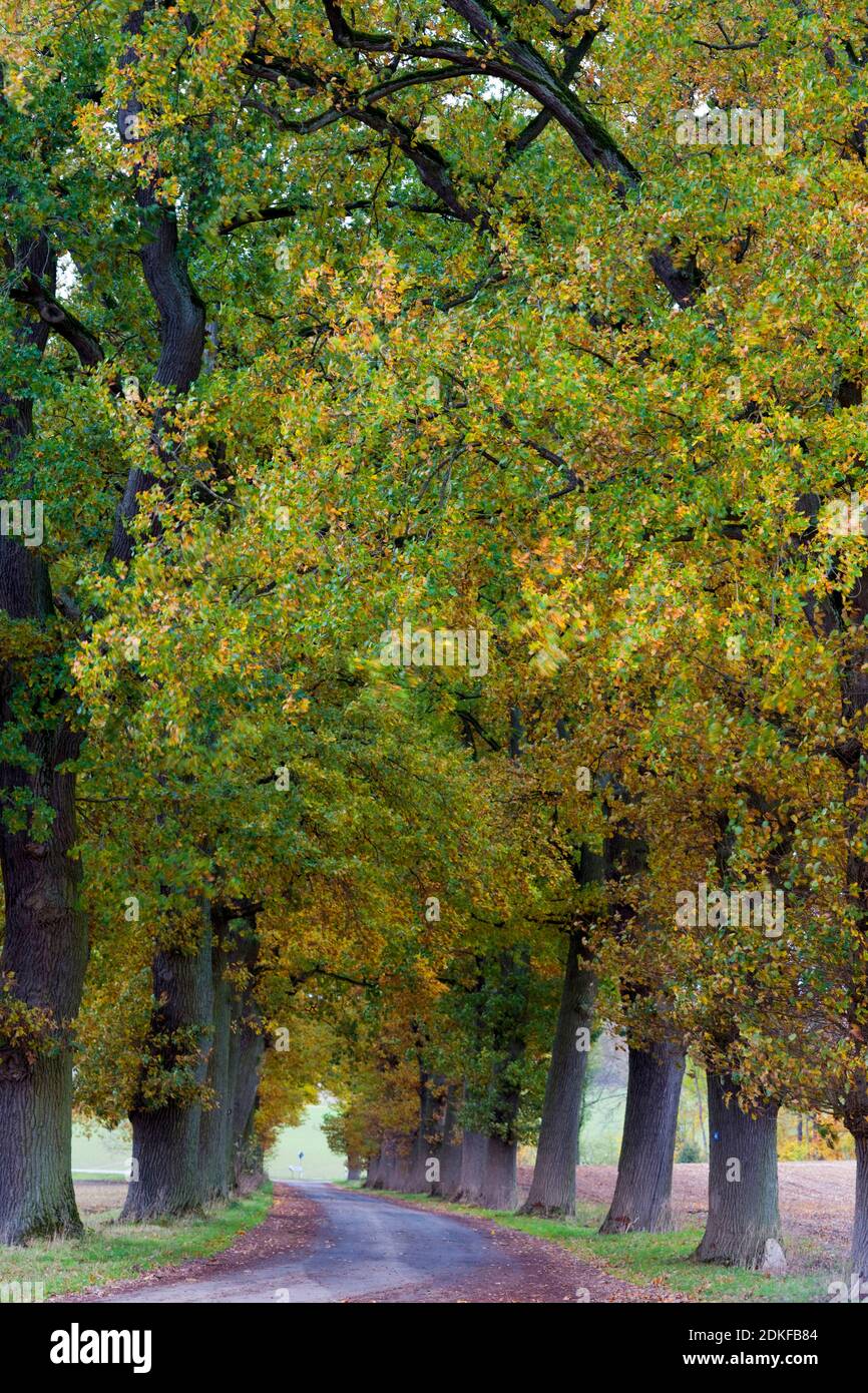 North eichen hi-res stock photography and images - Alamy