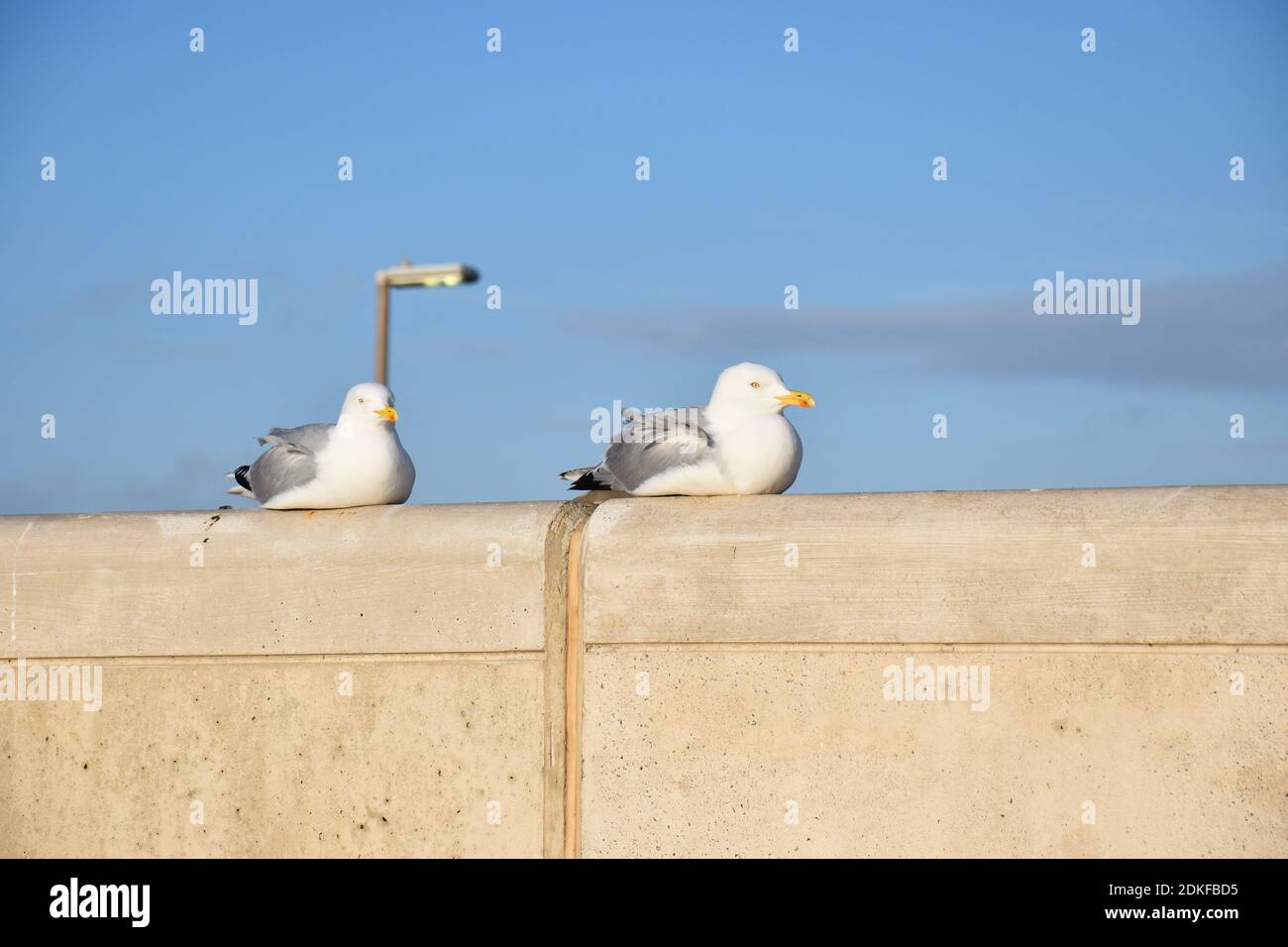 Bristol seagulls hi-res stock photography and images - Alamy