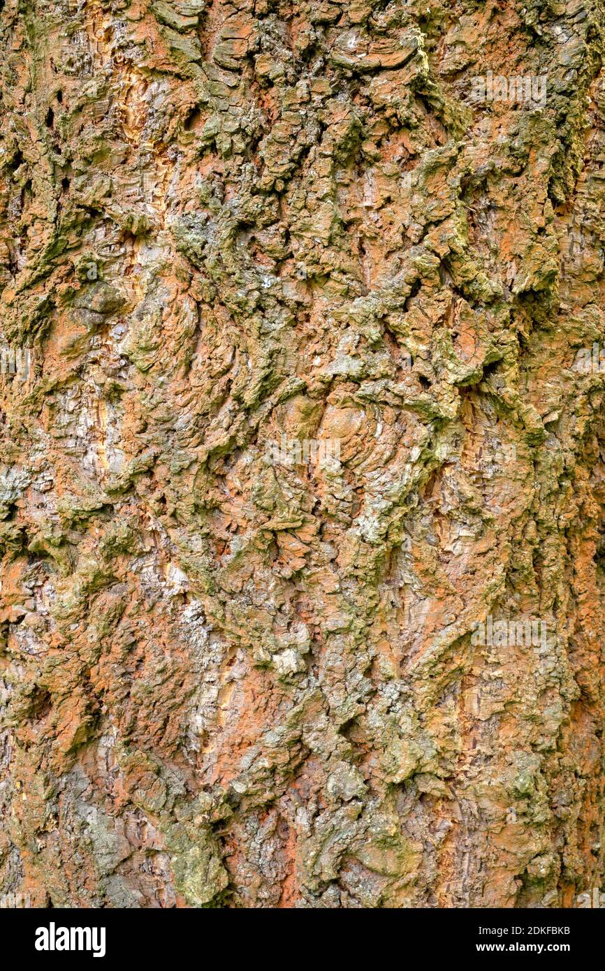 Close-up of a Rough Surface of Tree Bark. Textured background in ...