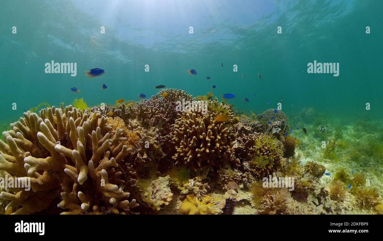 Tropical coral reef. Scene reef. Marine life sea world. Underwater fish ...