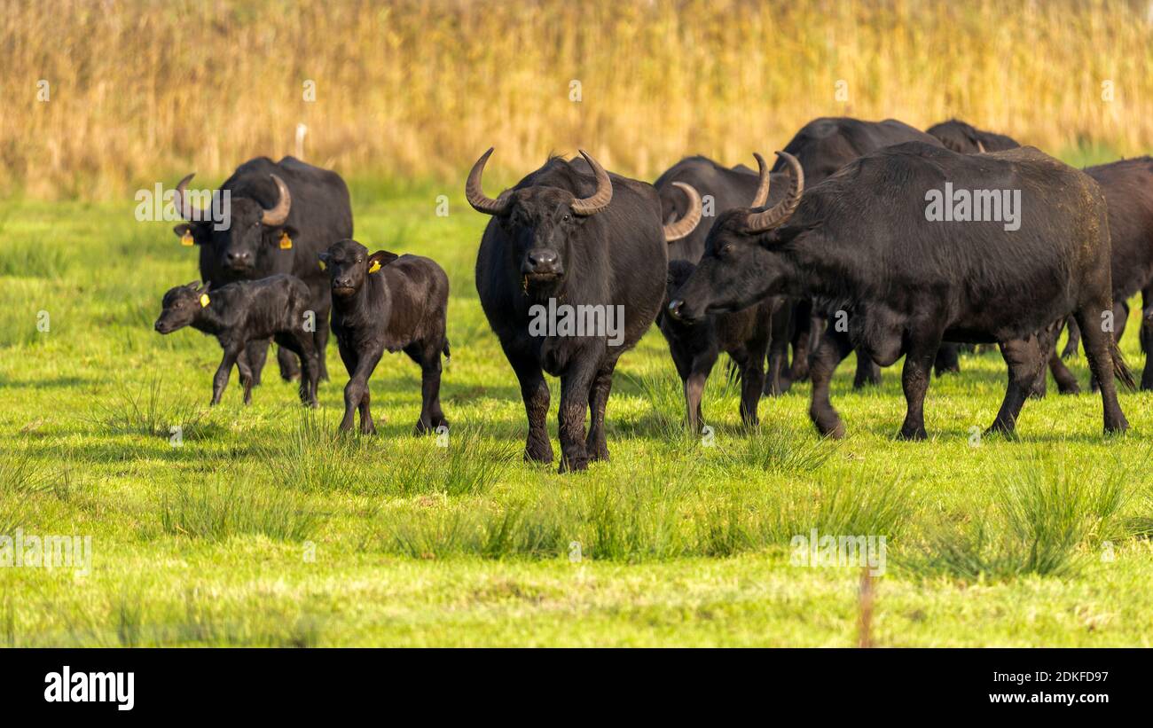 Buffalo Breeding High Resolution Stock Photography and Images - Alamy