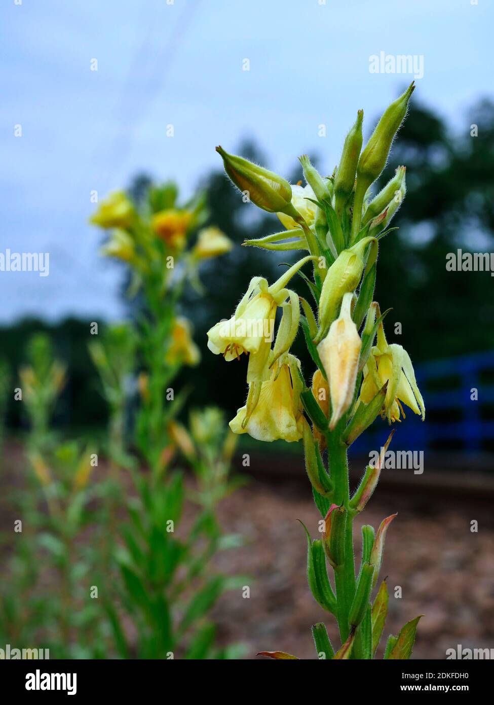 Evening primrose (Oenothera L.) - a genus of herbaceous plants from the ...