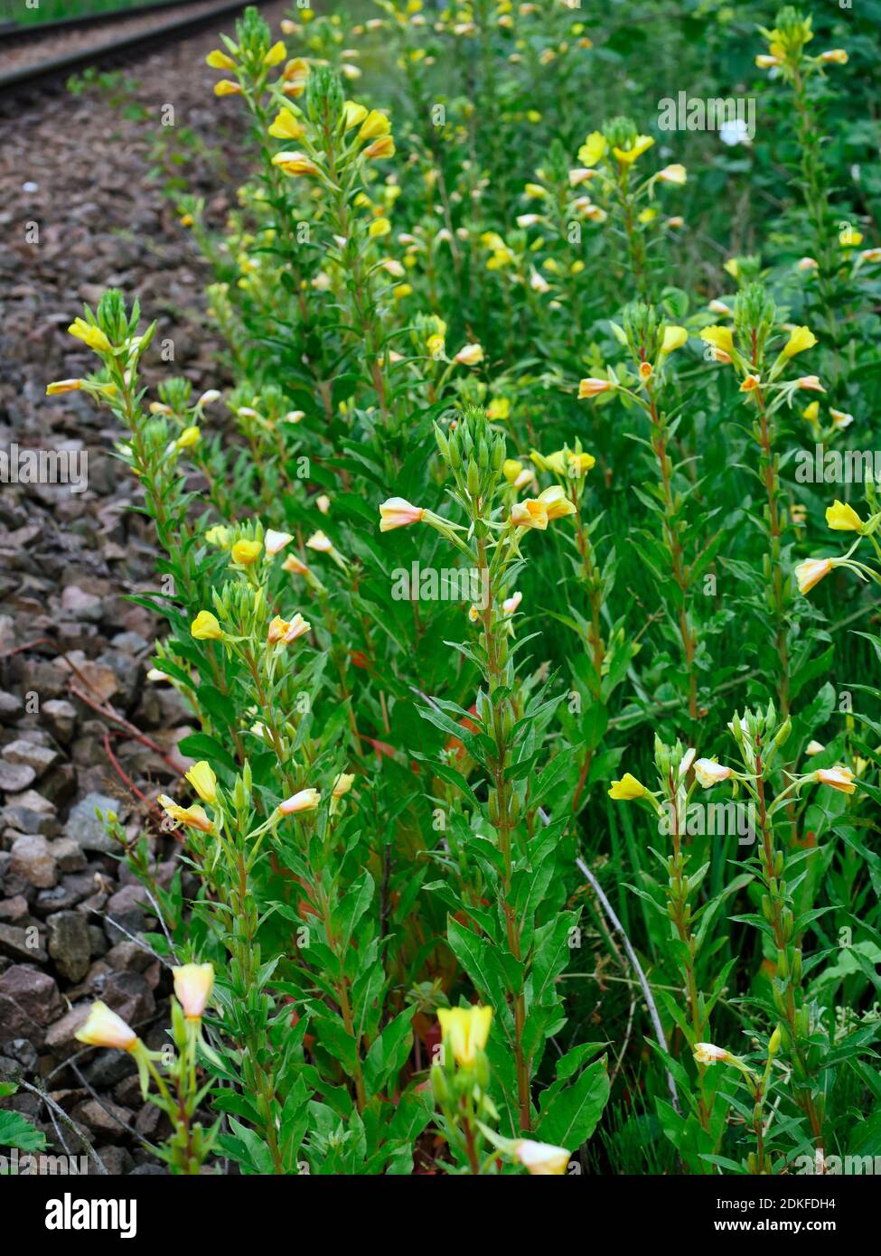 Evening primrose (Oenothera L.) - a genus of herbaceous plants from the ...
