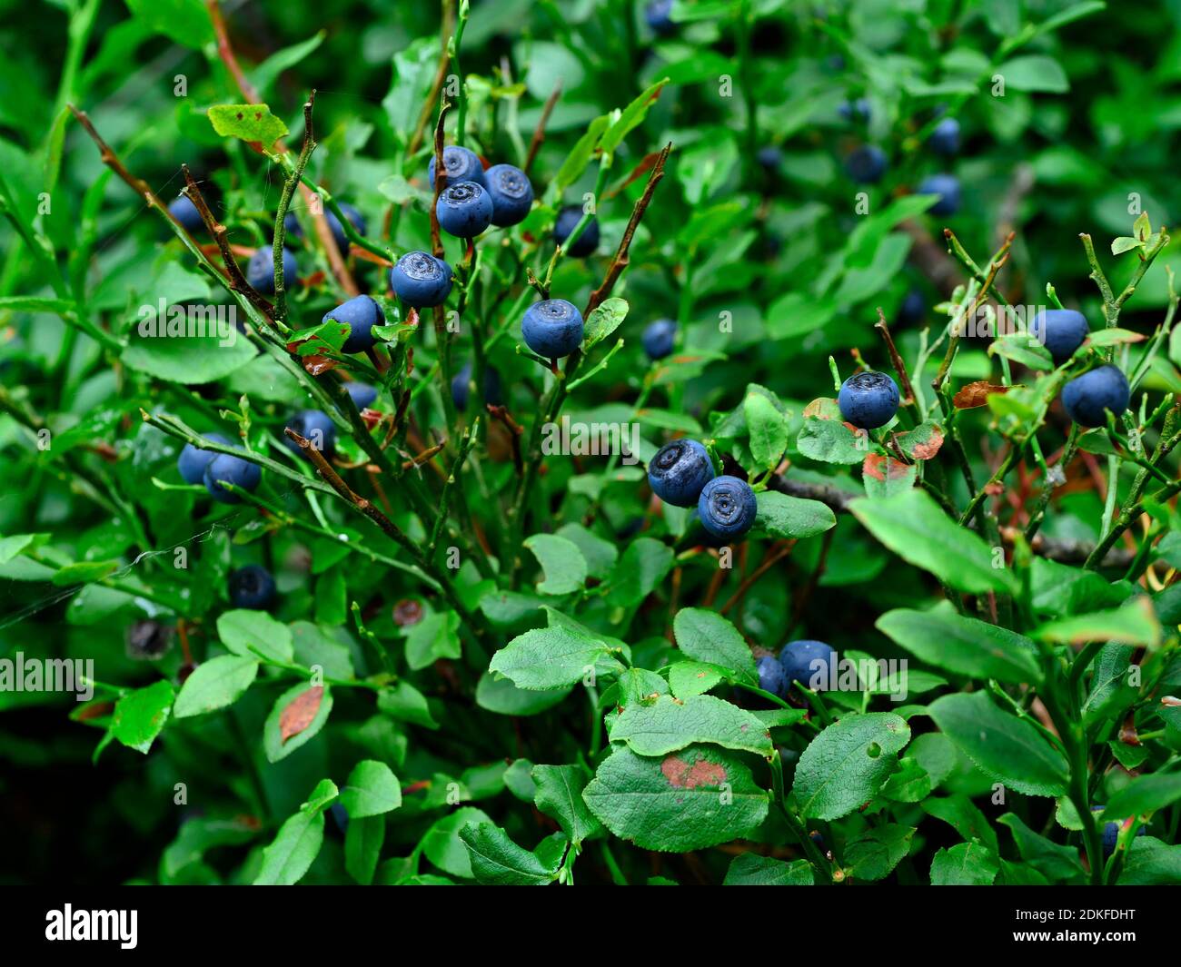 Bilberry (Vaccinium myrtillus L.) - a species of perennial plant from ...