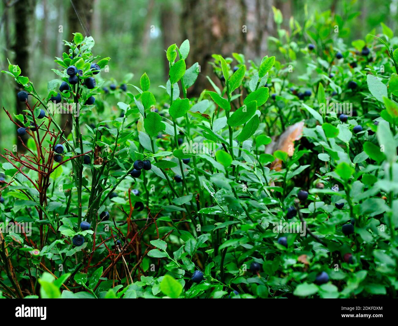 Bilberry (Vaccinium myrtillus L.) - a species of perennial plant from ...