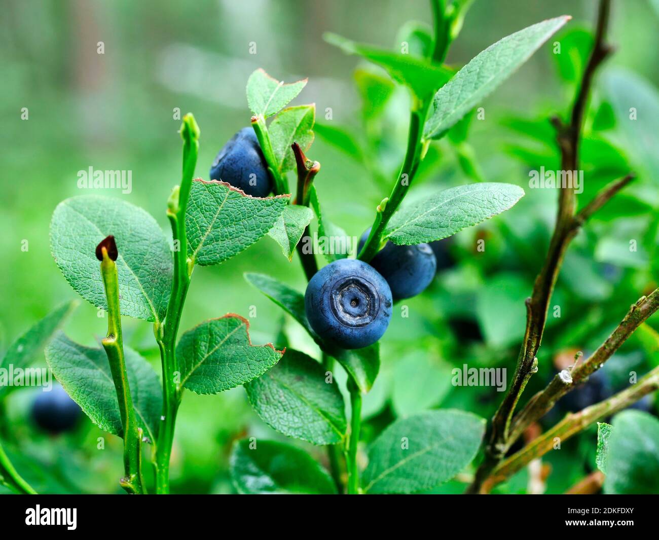 Bilberry (Vaccinium myrtillus L.) - a species of perennial plant from ...