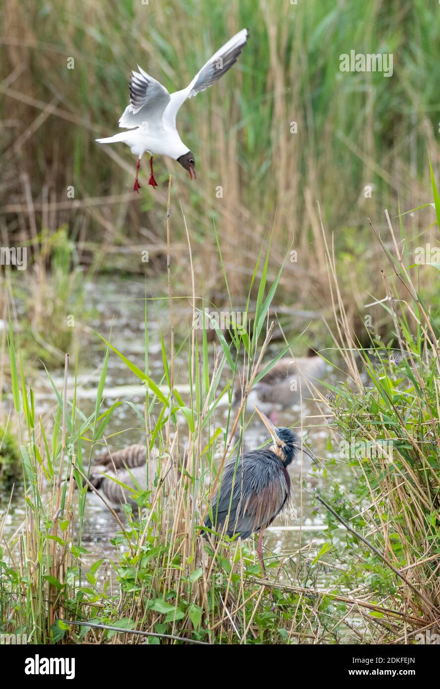 Attacked stand hi-res stock photography and images - Alamy