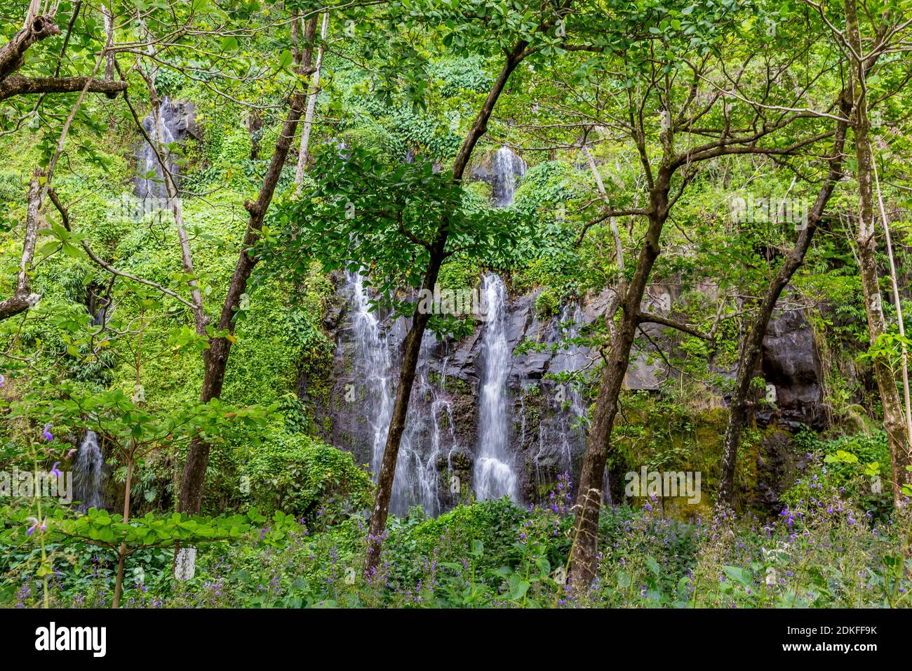 Waterfall and tropical vegetation, catapult trees, (Terminalia catappa ...