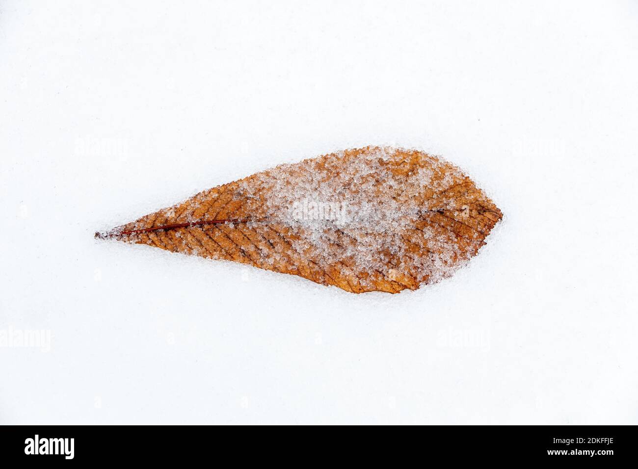 Fallen leaf covered with melting snow on freshly fallen snow. Isolated ...