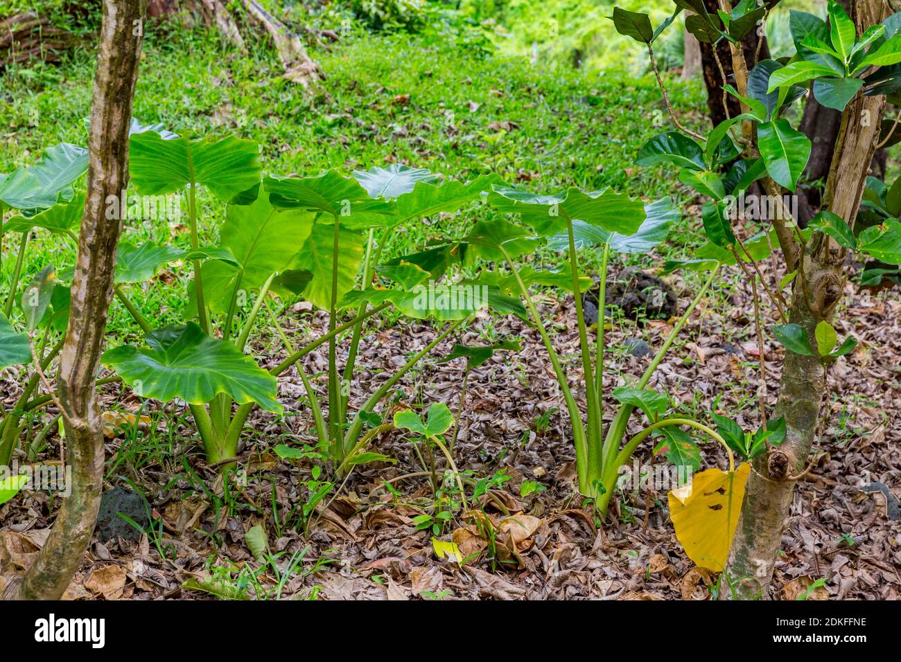 Philodendron, tropical vegetation, excursion destination Anse ...