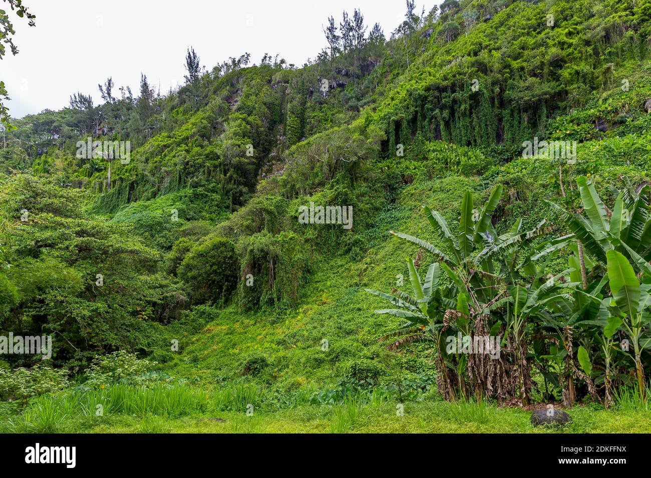 Tropical vegetation, excursion destination Anse Waterfalls, Anse des ...