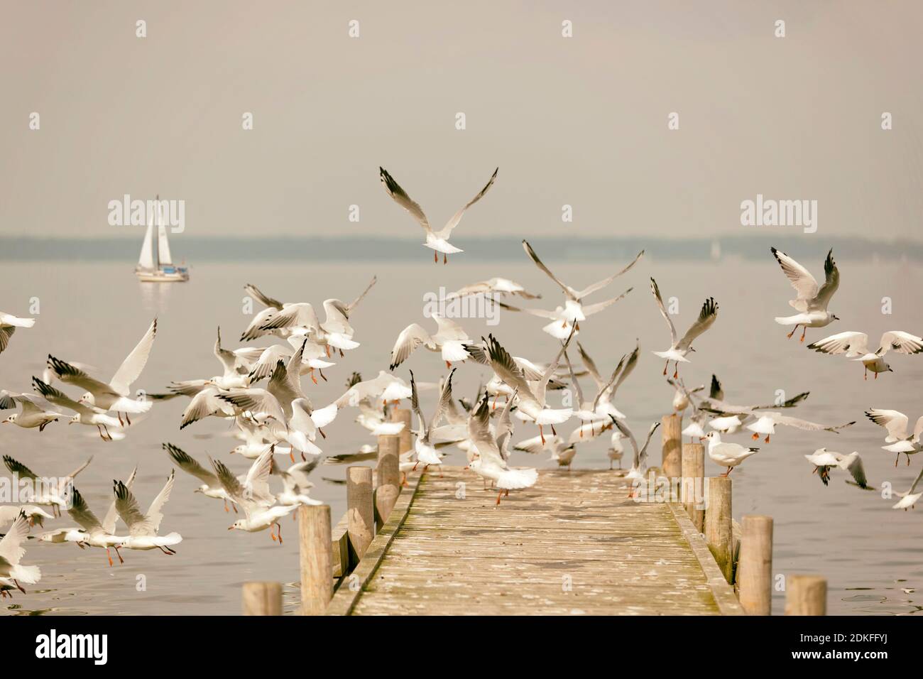 Scared of water hi-res stock photography and images - Alamy