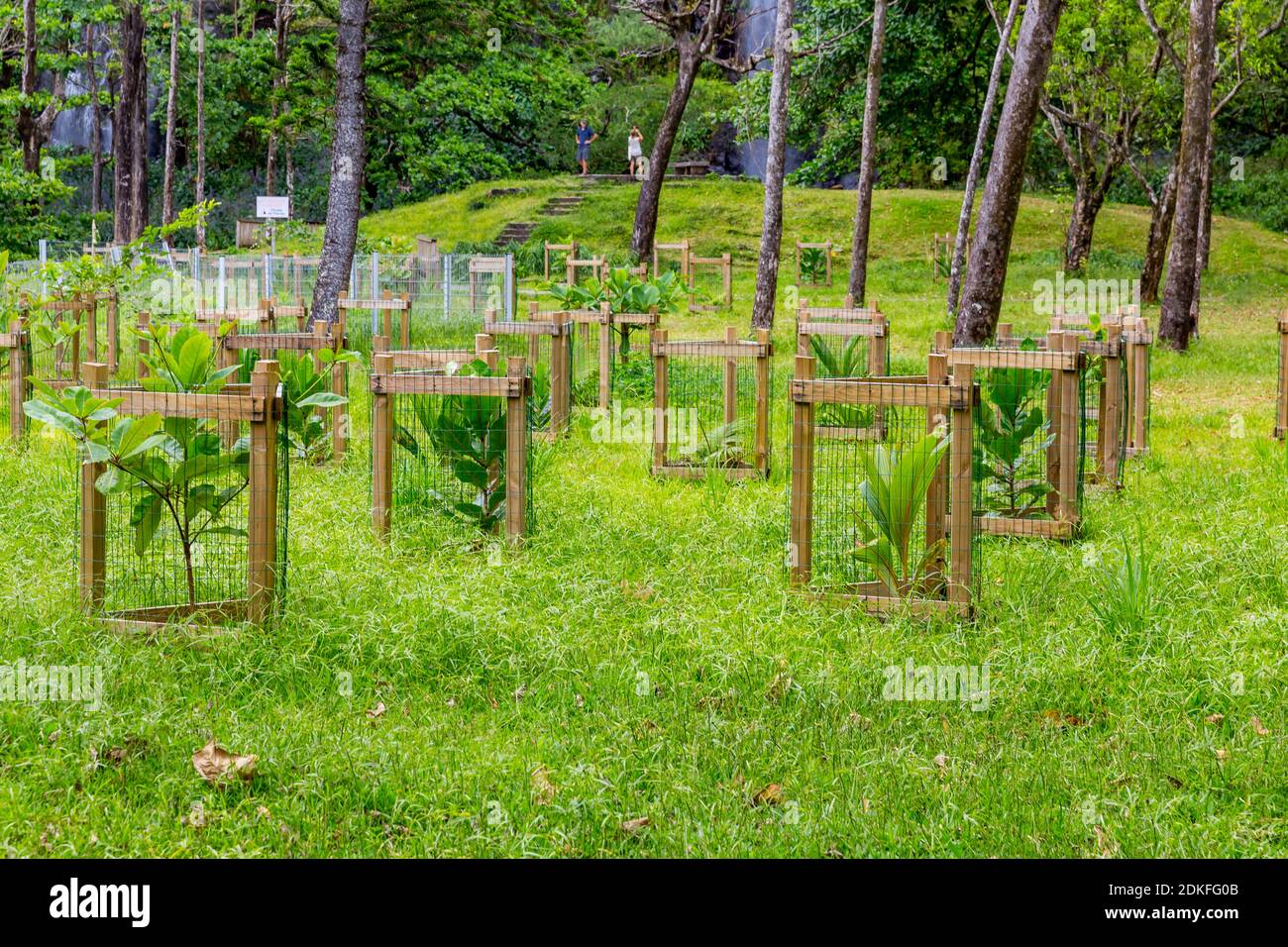 Freshly planted trees, excursion destination Anse Waterfalls, Anse des ...