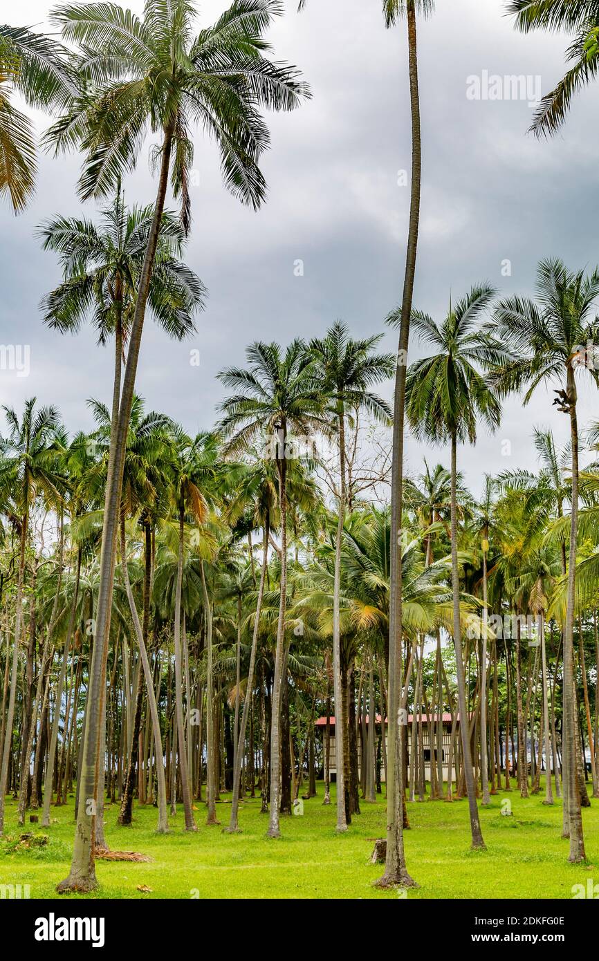 Palm forest, excursion destination Anse Waterfalls, Anse des Cascades ...