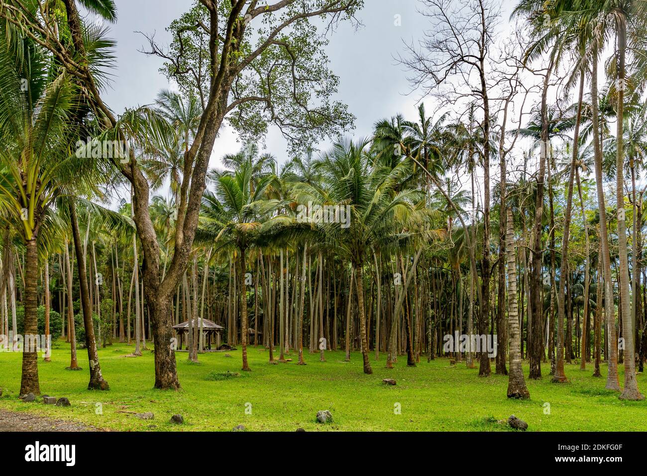 Picnic spots in the palm forest, destination Anse Waterfalls, Anse des ...