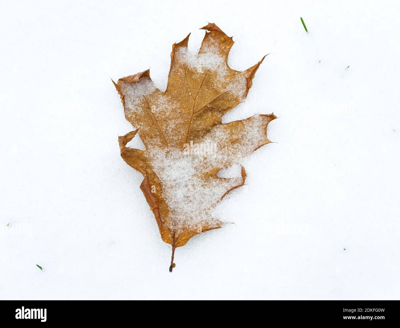 Fallen oak leaf covered with melting snow on freshly fallen snow ...