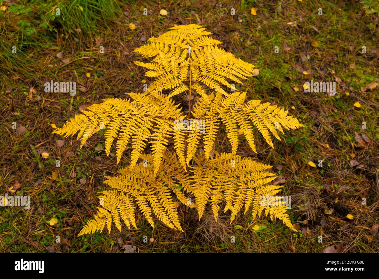 Bracken fern pteridium aquilinum yellow hi-res stock photography and ...