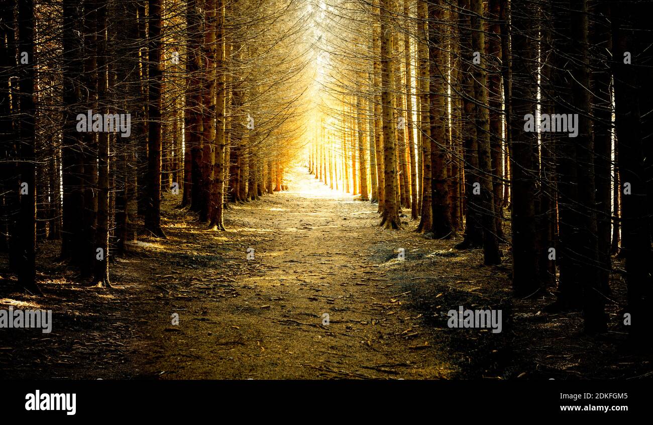 Forest path in a fir forest in the backlight Stock Photo - Alamy