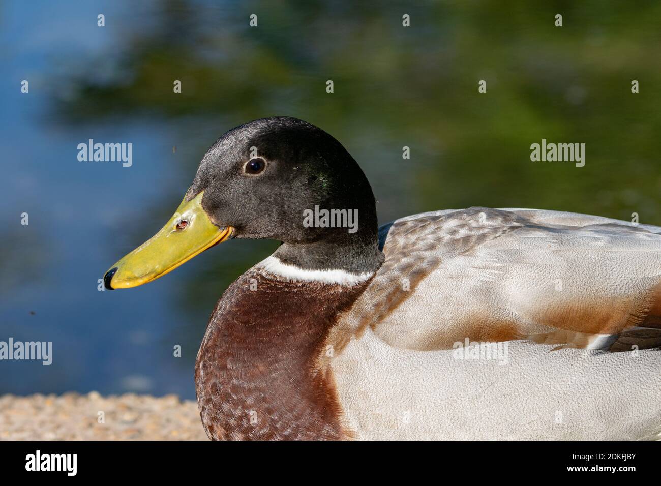 Manky mallard hi-res stock photography and images - Alamy