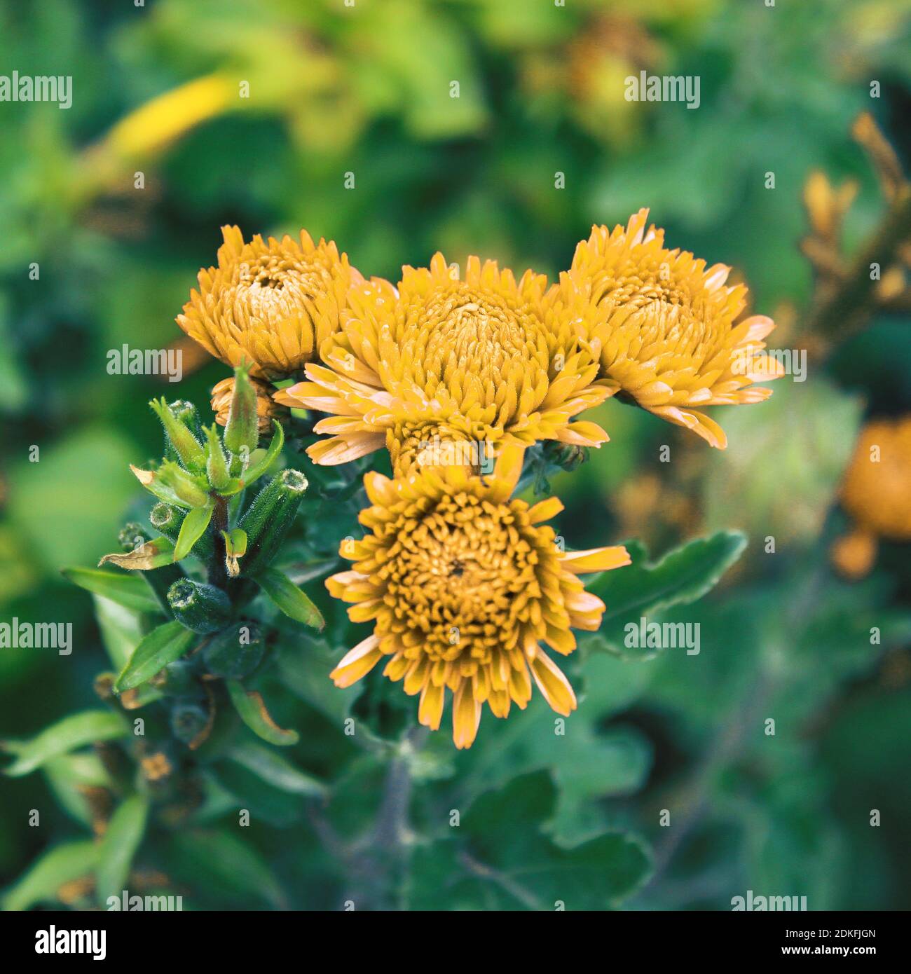 Vivid yellow garden flowers in greenery on the house backyard. Planting ...