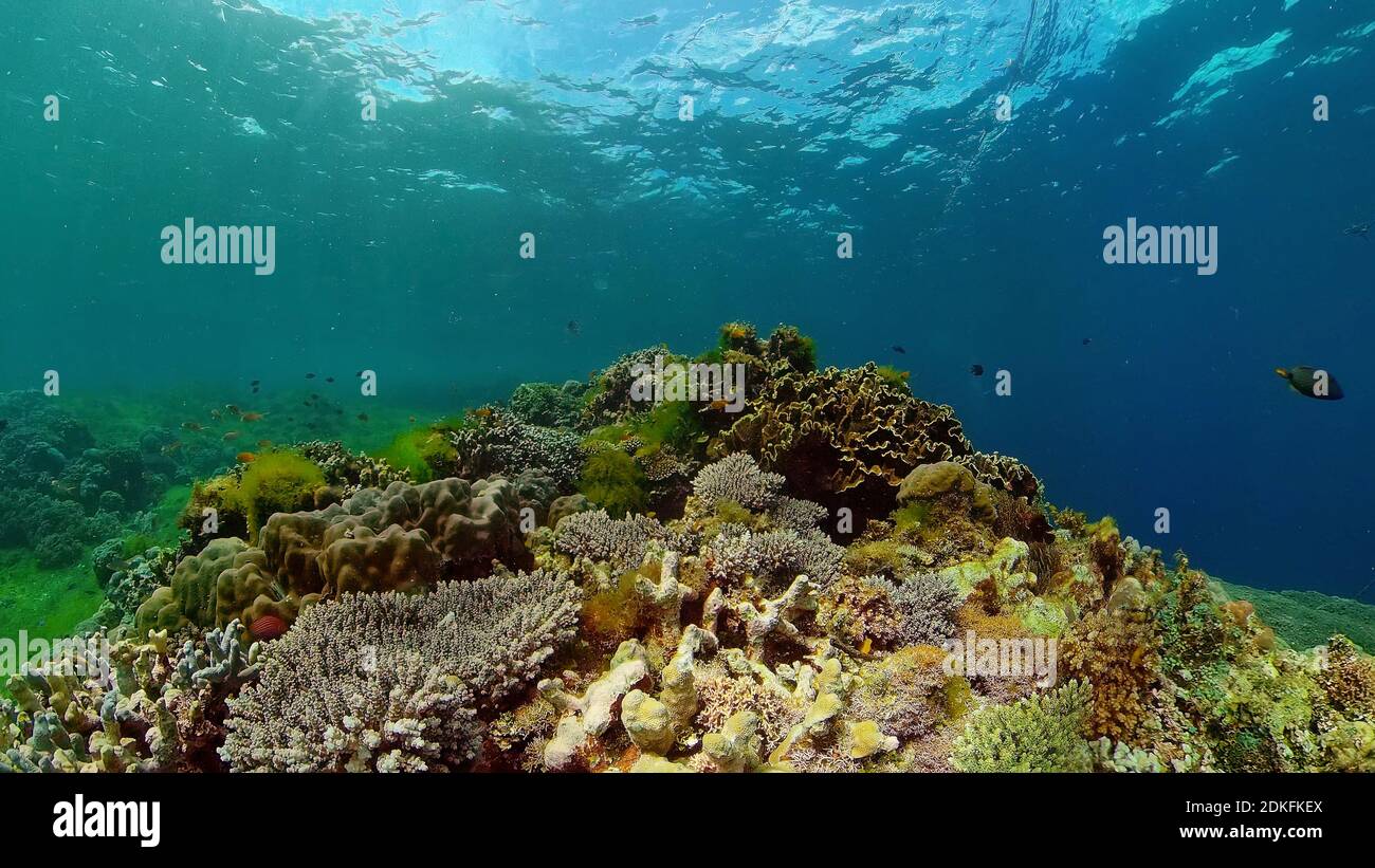 Reef Coral Tropical Garden. Tropical underwater sea fish. Colourful ...