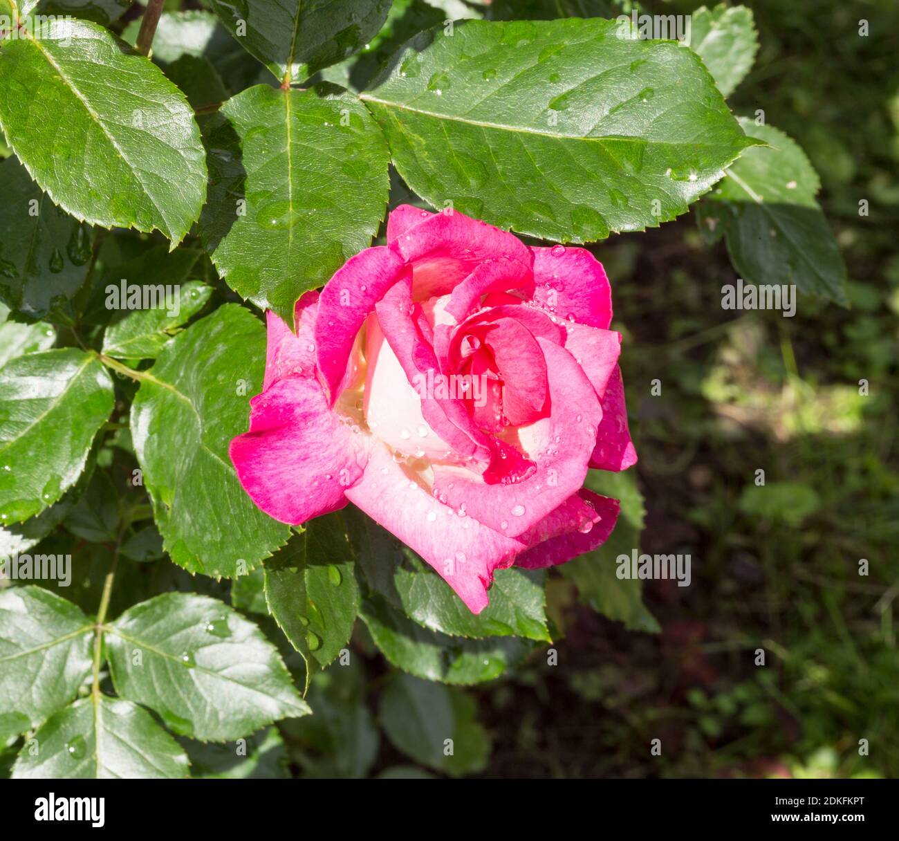 Delicate red rose in a flower bed early in the sunny summer morning ...