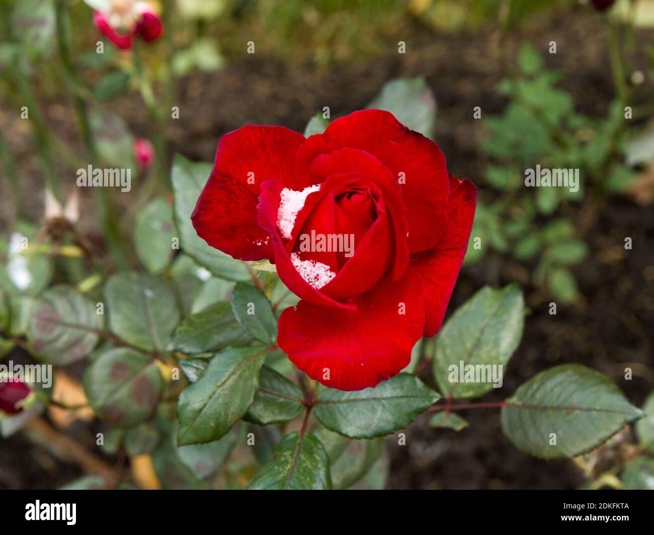 Red roses in the snow hi-res stock photography and images - Alamy