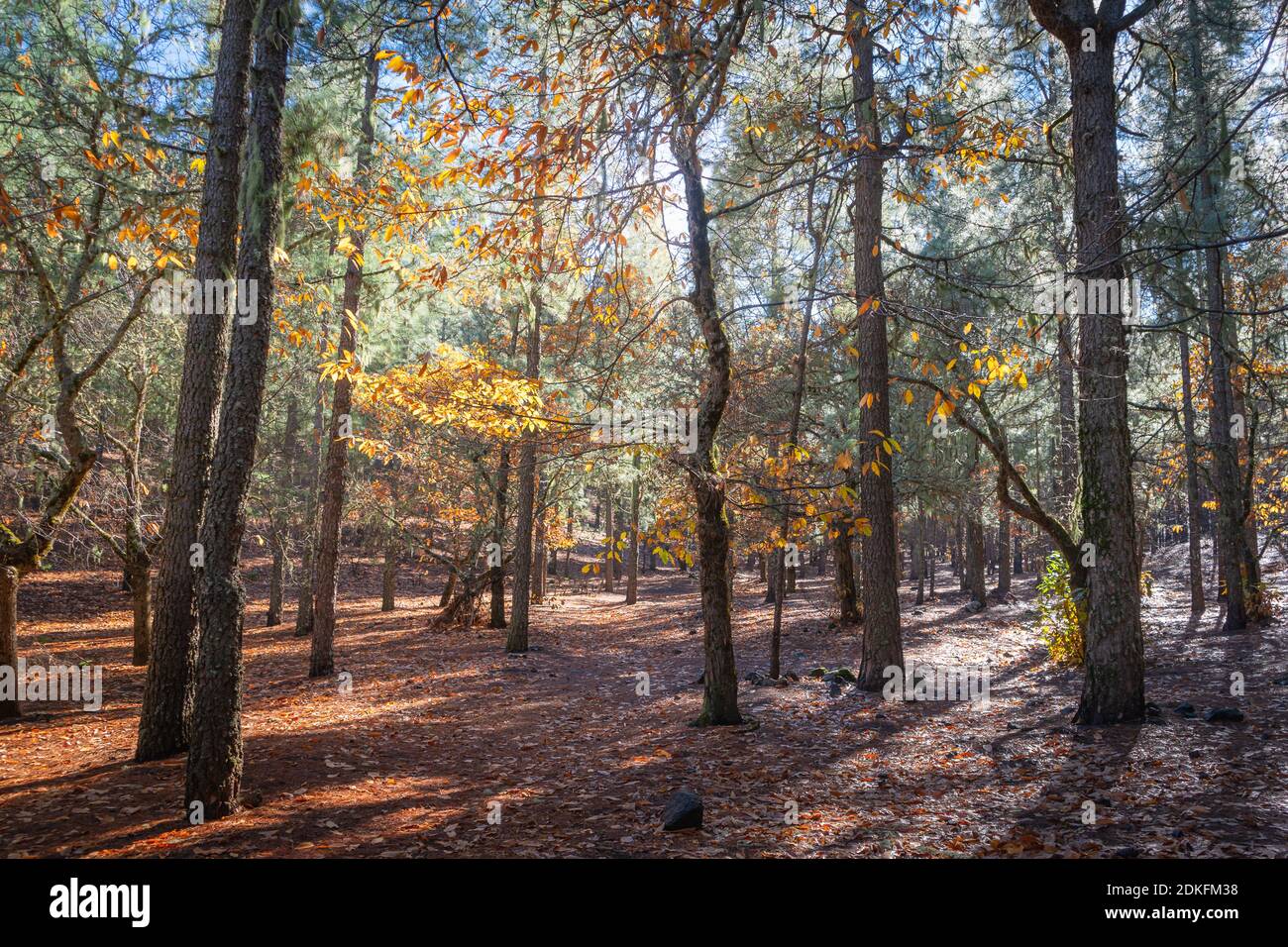 forest park with yellow-leaved trees and pine trees in autumn Stock ...