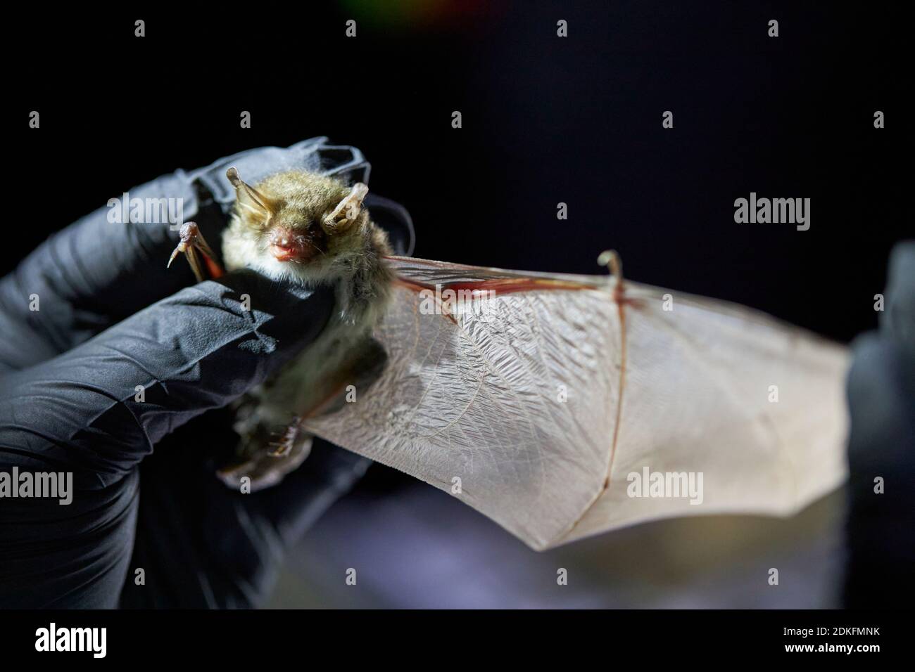 Bat, fringed bat, myotis natteri, wings, research Stock Photo - Alamy