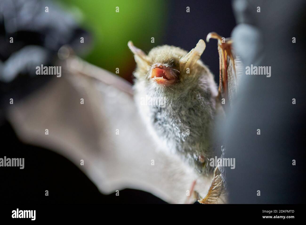Bat, fringed bat, Myotis natteri, research Stock Photo - Alamy