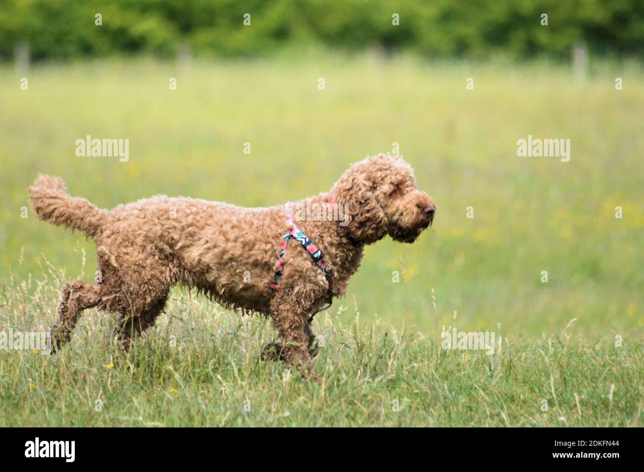 Cockapoo Side View High Resolution Stock Photography and Images - Alamy
