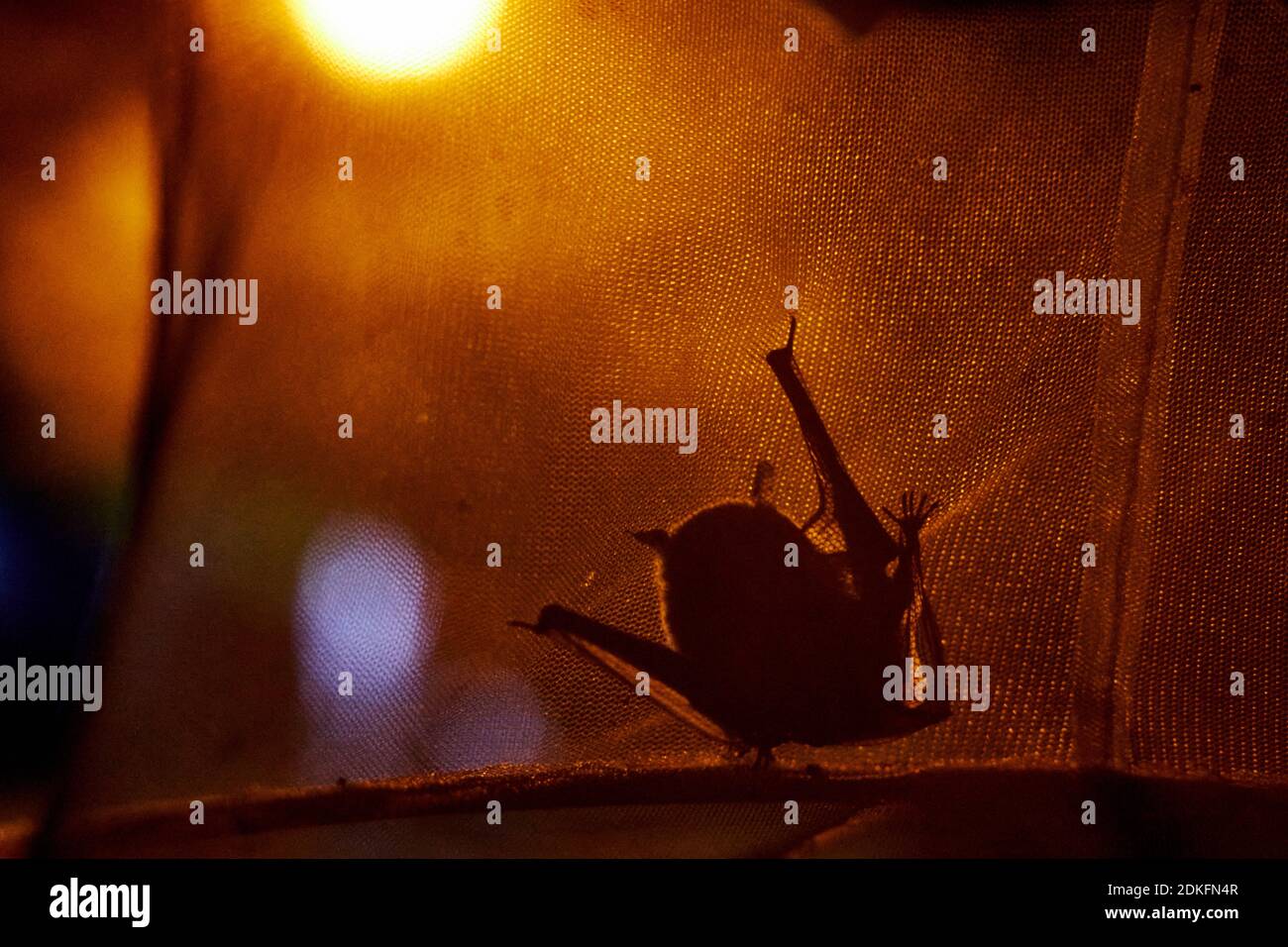 Bat, net, caught, research Stock Photo - Alamy