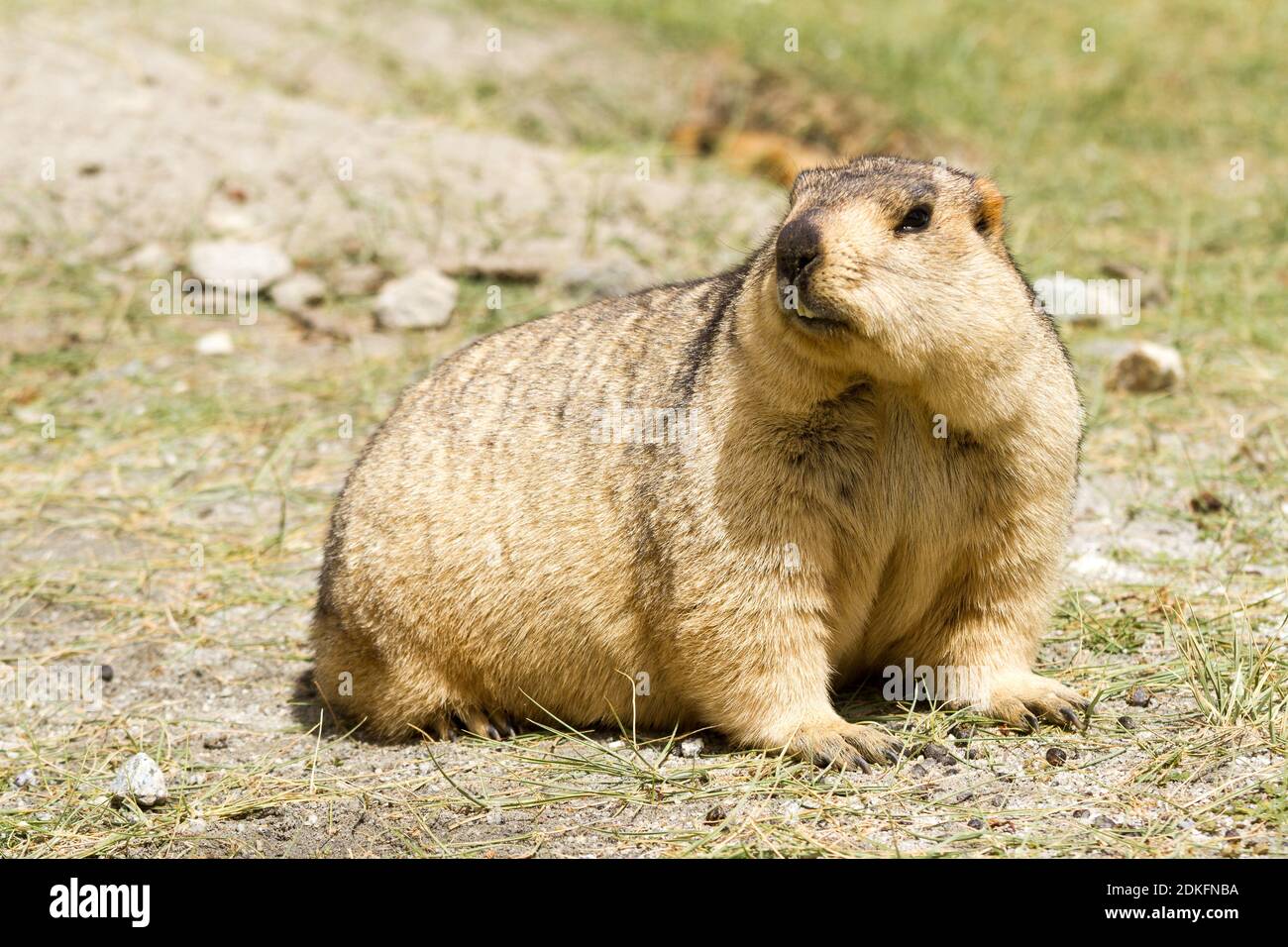 Groundhog's day hi-res stock photography and images - Alamy