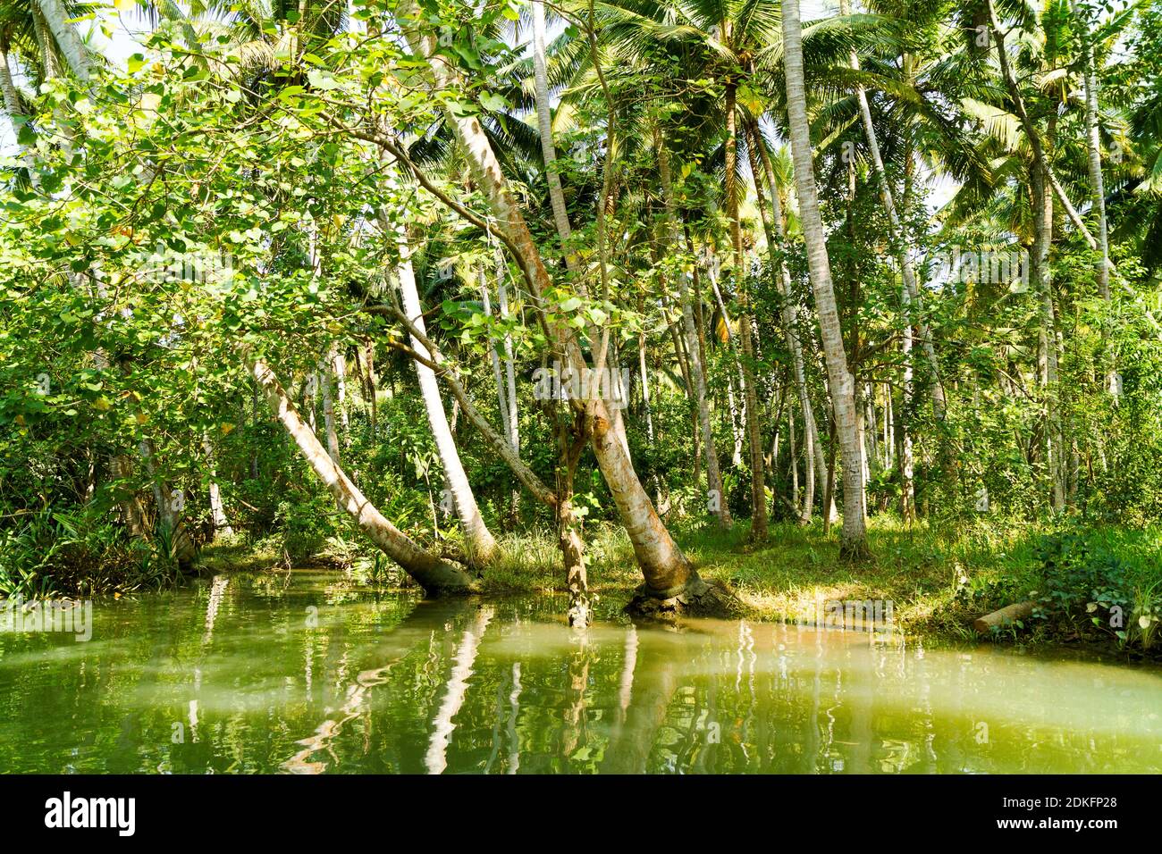 Jungle of Kerala backwaters - a chain of brackish lagoons and lakes ...