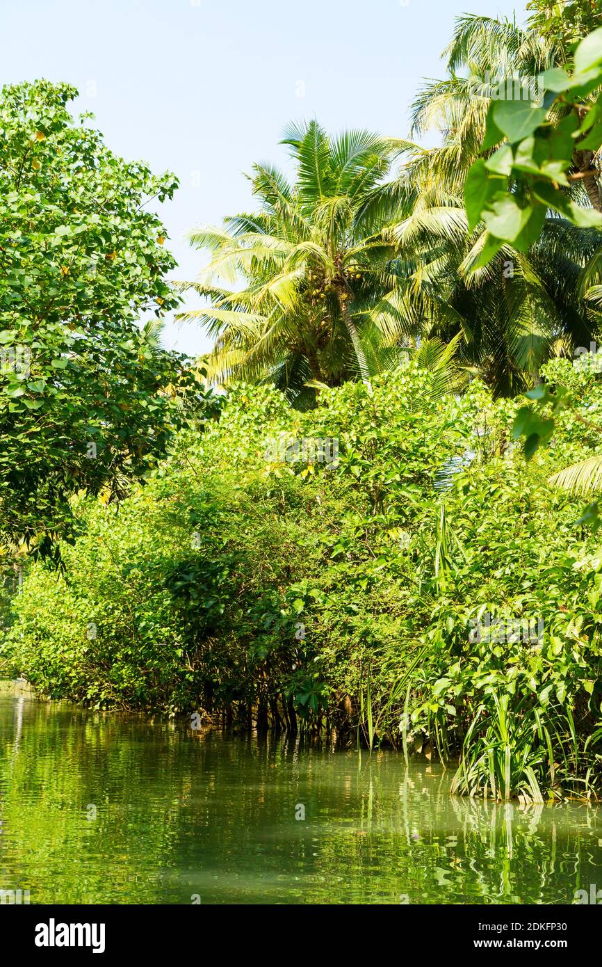 Jungle of Kerala backwaters - a chain of brackish lagoons and lakes ...