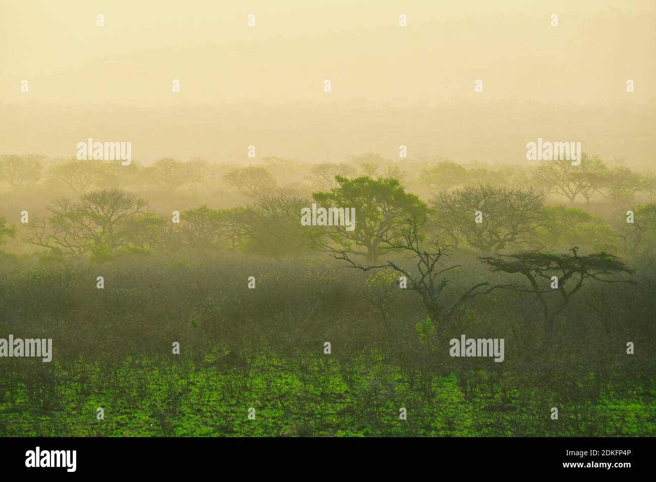 Umkhuze Game Reserve High Resolution Stock Photography and Images - Alamy