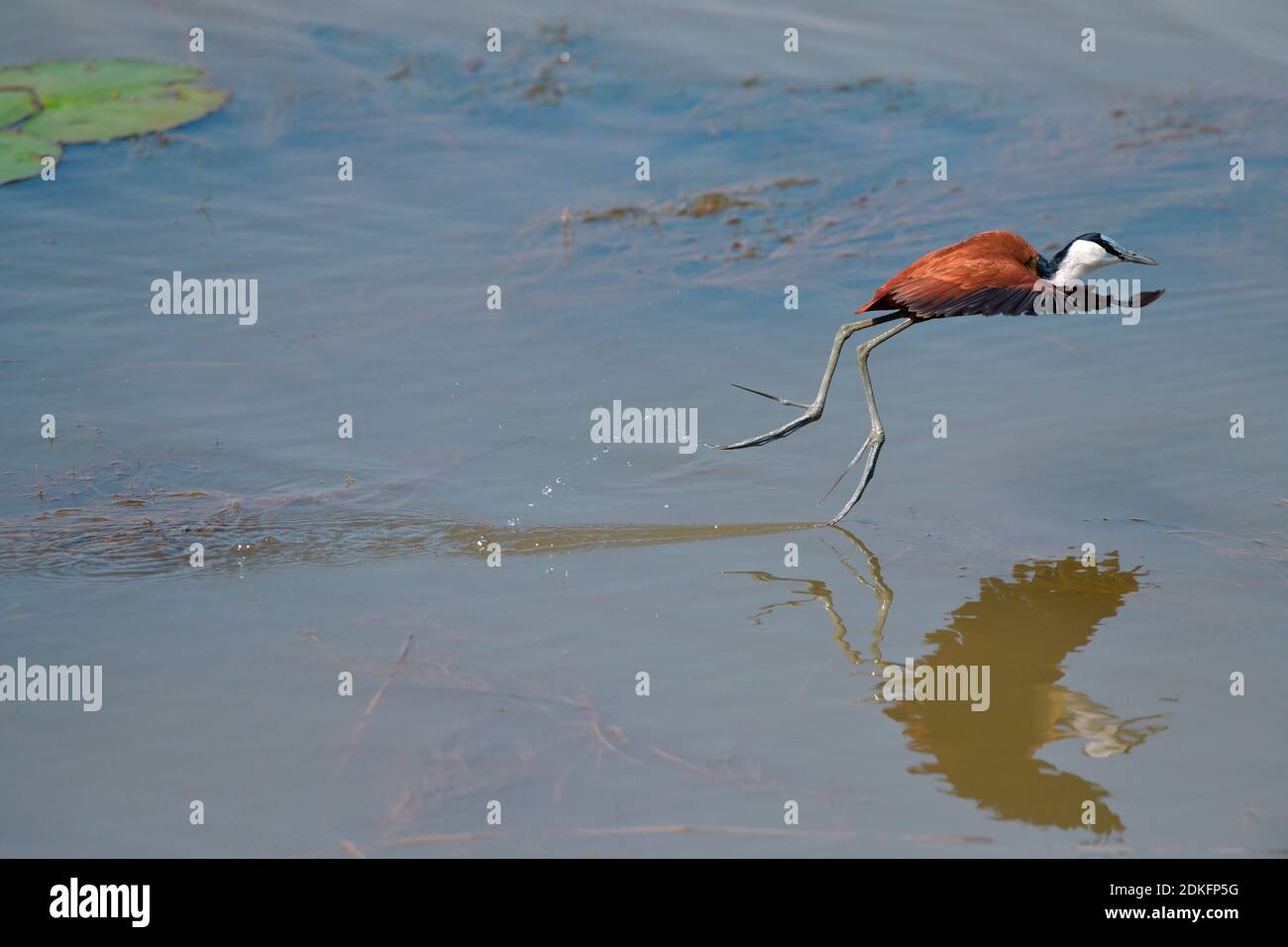 South african water birds hi-res stock photography and images - Alamy