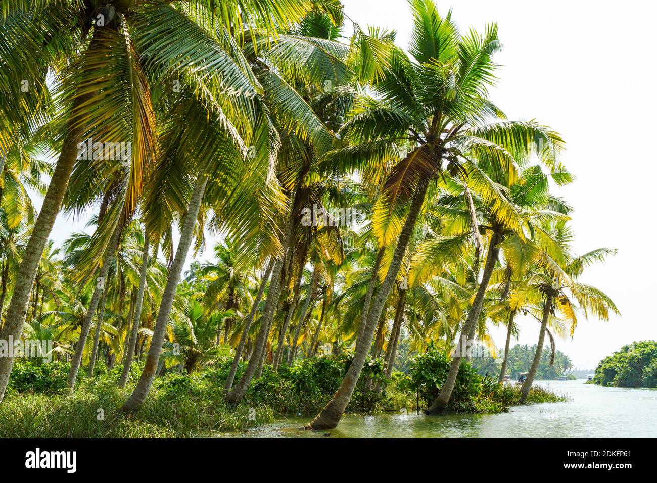 Jungle of Kerala backwaters - a chain of brackish lagoons and lakes ...