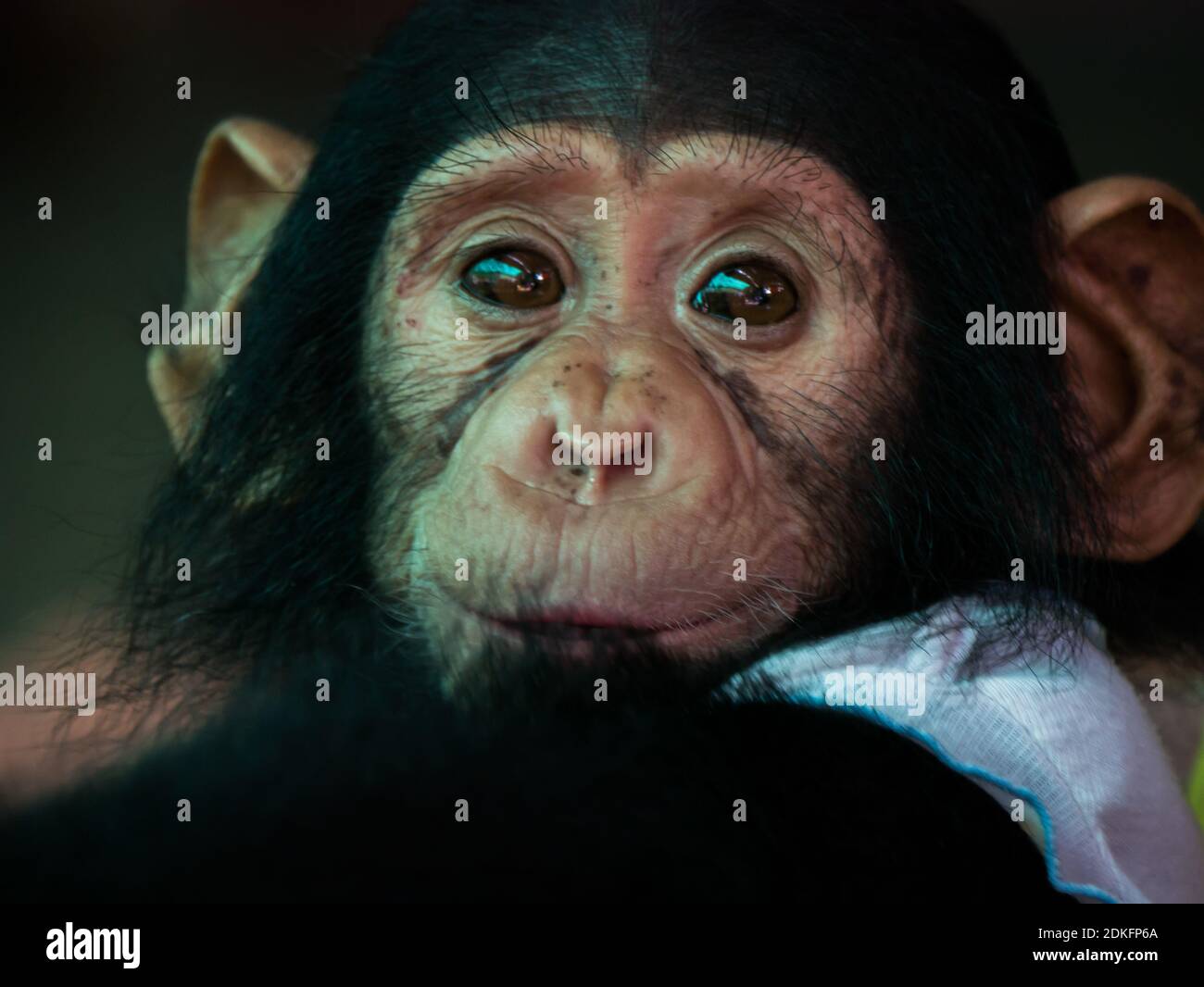 Funny chimpanzee photo hi-res stock photography and images - Alamy