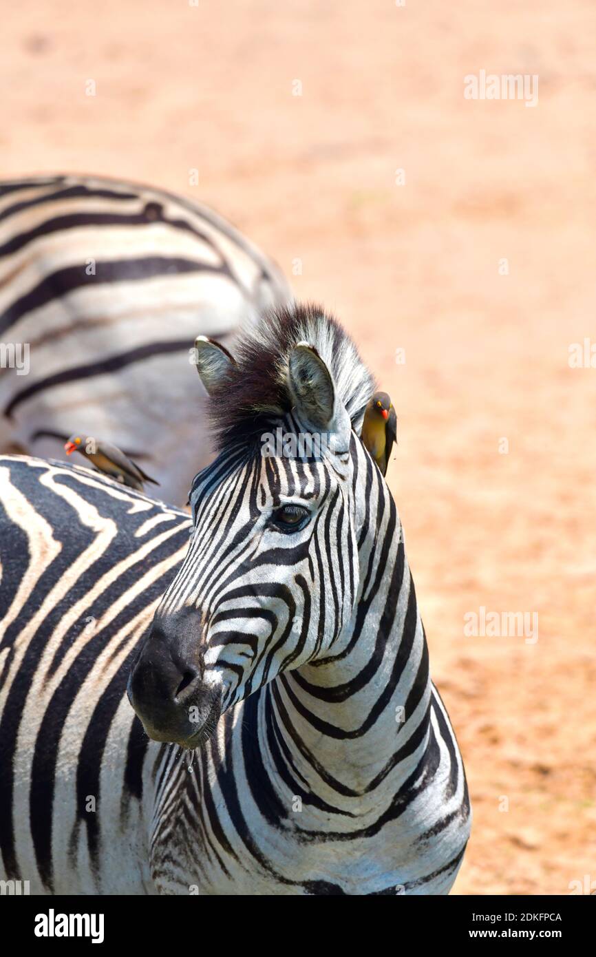 Oxpecker Zebra High Resolution Stock Photography and Images - Alamy